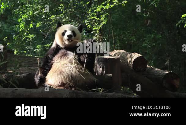 fast speed video of panda bear sitting among green plants and eating ...