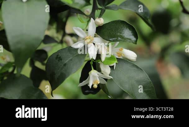 A full frame, close-up shot of a blooming orange tree with vibrant ...