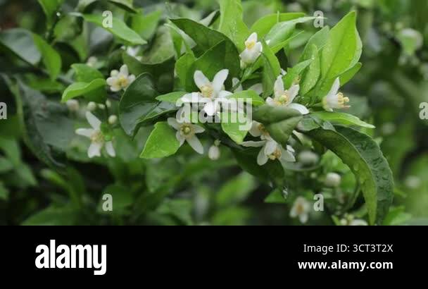 A full frame, close-up shot of a blooming orange tree with vibrant ...
