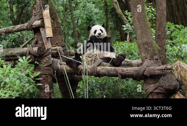 A giant panda sits on a wooden platform, playing with bamboo in a green ...