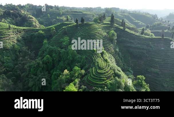 drone video view of a vast, green tea plantation with curved rows ...