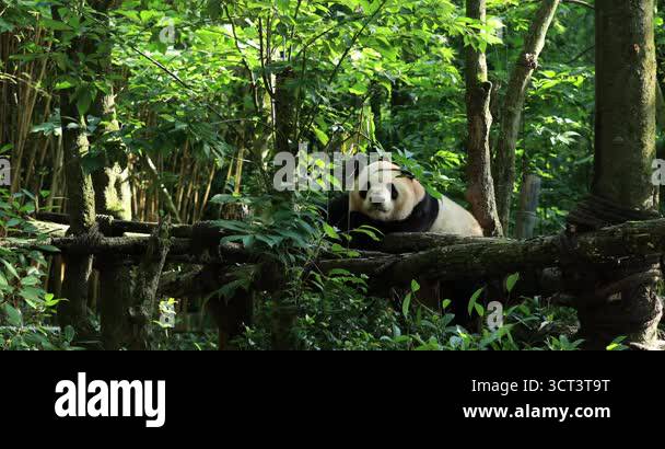large panda beside bamboo structure in a forest Stock Video Footage - Alamy