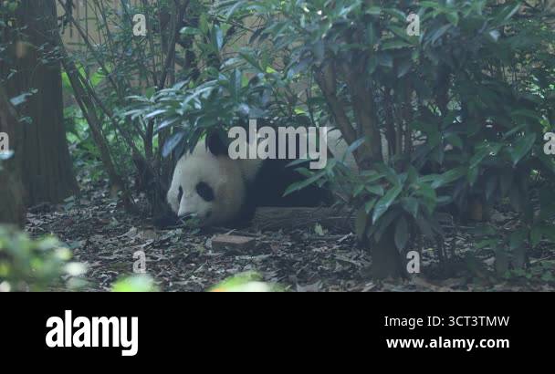 large panda beside bamboo structure in a forest Stock Video Footage - Alamy