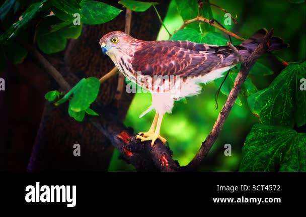 Sharp shinned hawk on hunt Stock Videos & Footage - HD and 4K Video ...