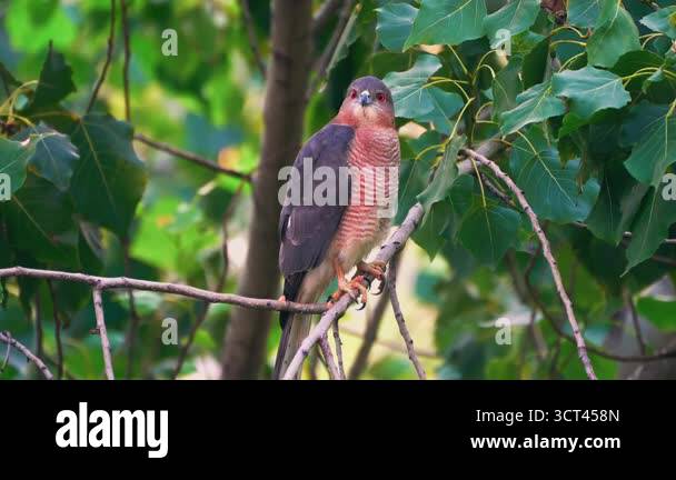 Sharp shinned coopers hawk looking Stock Videos & Footage - HD and 4K ...