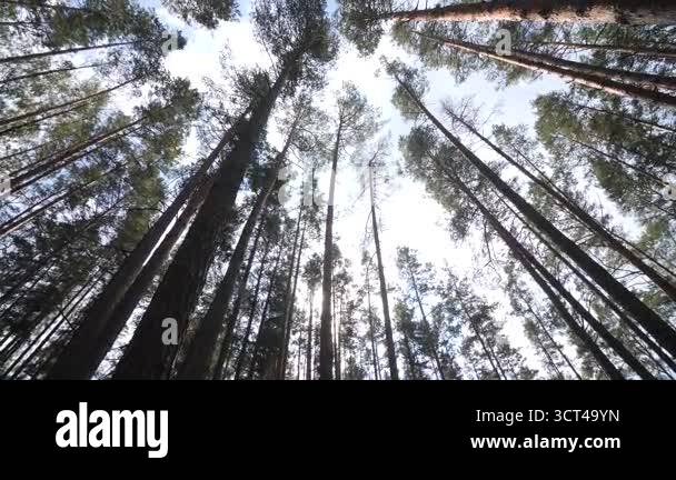Sunlight streaming through the tall pine trees in a tranquil forest ...