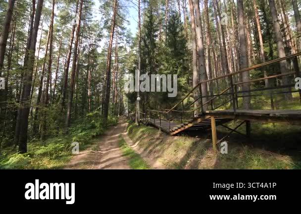 Wooden staircase descending into a beautiful pine forest, creating a ...
