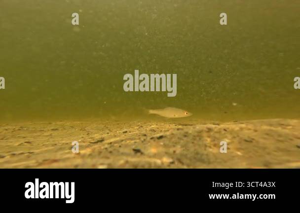Small fish swimming gracefully in murky water near the riverbed ...
