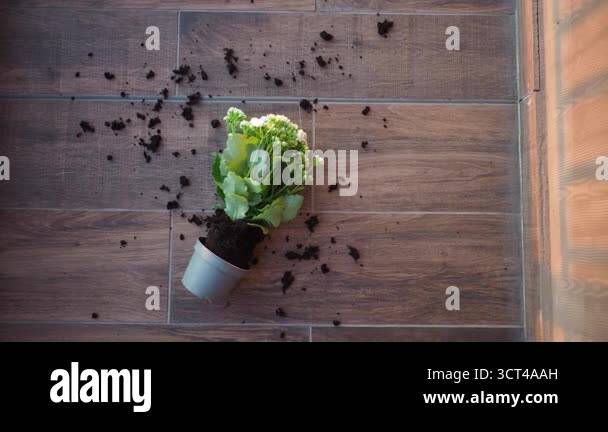 Pot plant fallen Stock Videos & Footage - HD and 4K Video Clips - Alamy