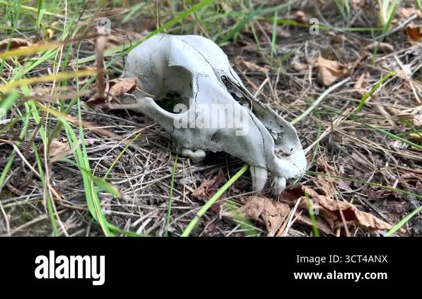 Animal predator skull decaying in the forest Stock Video Footage - Alamy