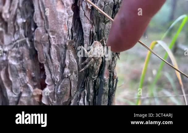 Tree finger Stock Videos & Footage - HD and 4K Video Clips - Alamy