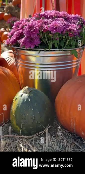 Fall harvest festival with many different pumpkins and chrysanthemums ...