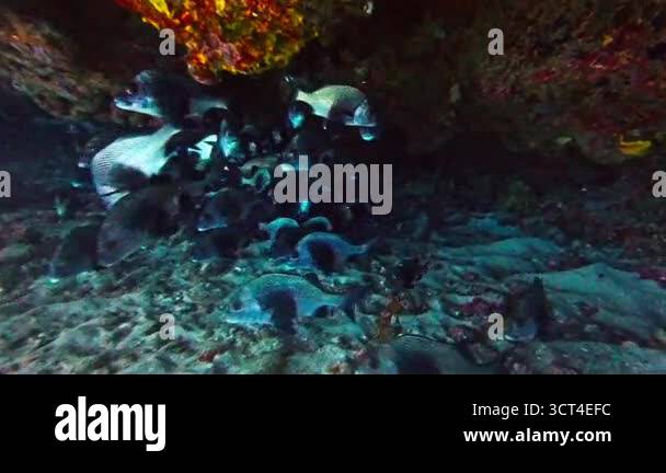 School of Fish Sheltering Beneath Rocky Reef. A dense group of reef ...