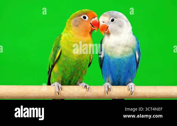 Two vibrant lovebirds perched closely together on a tree branch ...