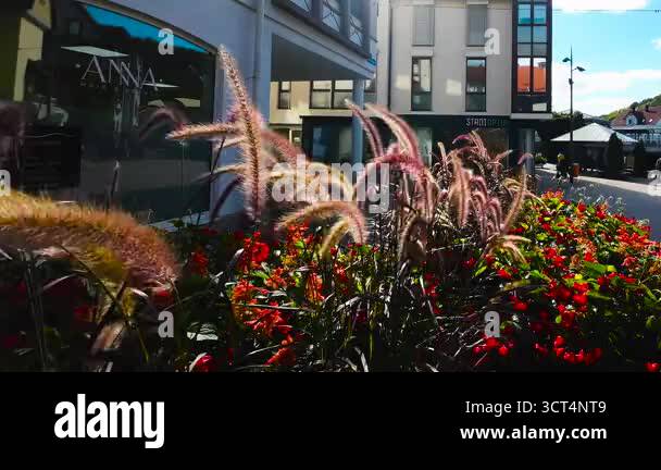 4K video of a vibrant city street with ornamental grasses and red ...