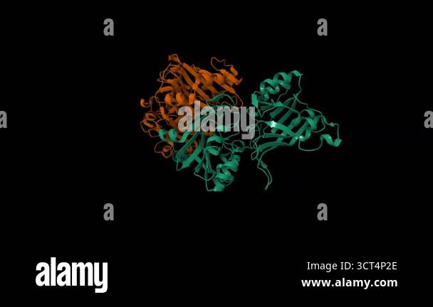 Structure of the BfiI restriction endonuclease. Animated 3D cartoon and ...