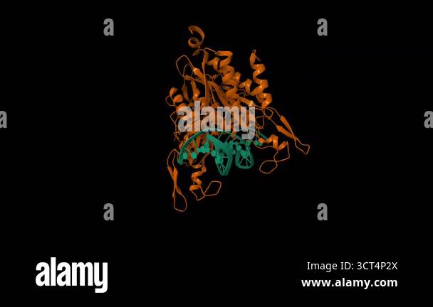X-ray structure of the DNA-EcoRI recognition complex. Animated 3D ...