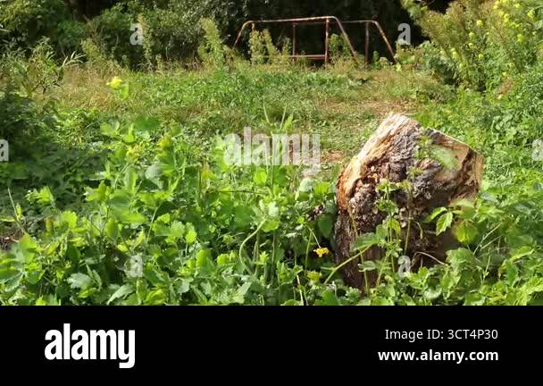 Old rusty bridge and tree stump in overgrown field. Nature reclaiming ...