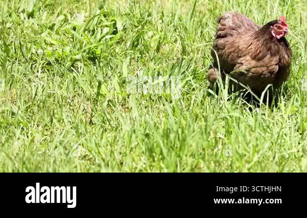 A brown chicken moves through vibrant green grass, showcasing its ...
