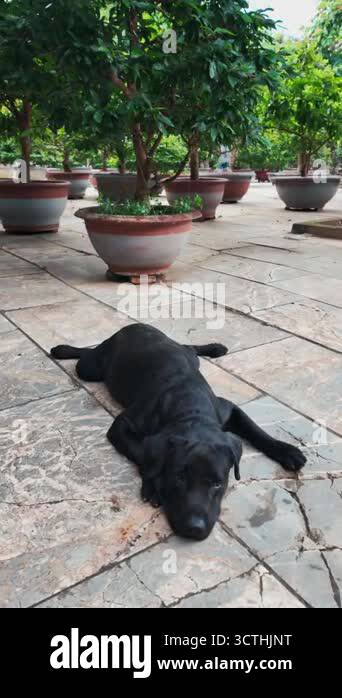funny lazy dog resting in silly quirky pose, adorable pet napping in ...