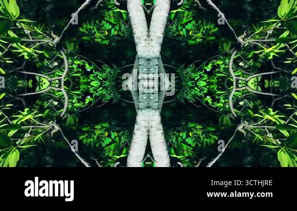 mirrored natural pattern with symmetry green tree reflections and ...