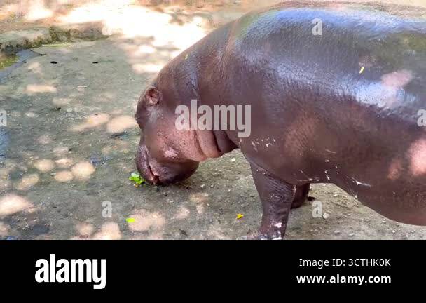 Pygmy hippo eating in chonburi Stock Videos & Footage - HD and 4K Video ...