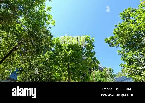 Lush trees plants in vibrant Stock Videos & Footage - HD and 4K Video ...