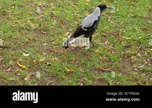 Magpie walking on grassy ground Stock Videos & Footage - HD and 4K ...