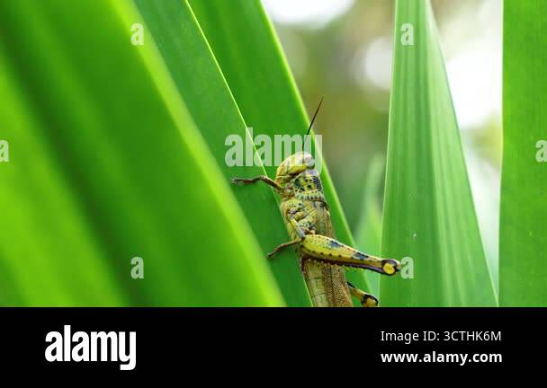 Close up grasshopper climbing vibrant Stock Videos & Footage - HD and ...