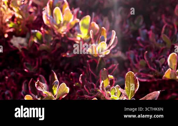 Sunlight filtering through dense bushes Stock Videos & Footage - HD and ...