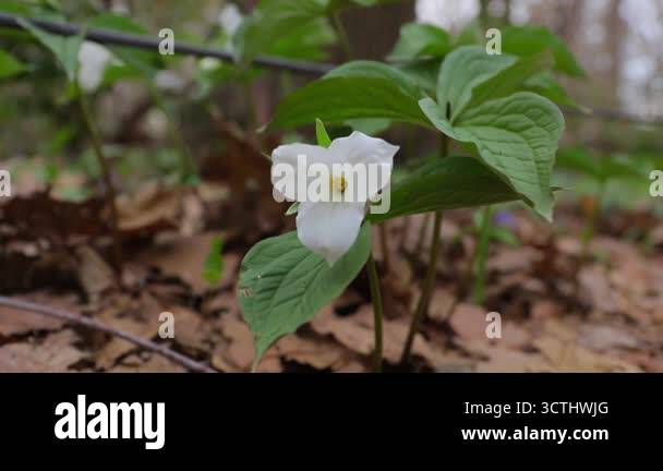 Ontario trillium Stock Videos & Footage - HD and 4K Video Clips - Alamy
