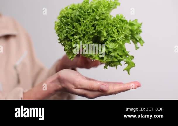 Hands gently hold fresh green lettuce, showcasing its crisp leaves. The ...