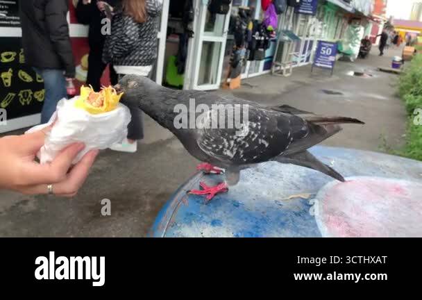 Chicken bird eating Stock Videos & Footage - HD and 4K Video Clips - Alamy