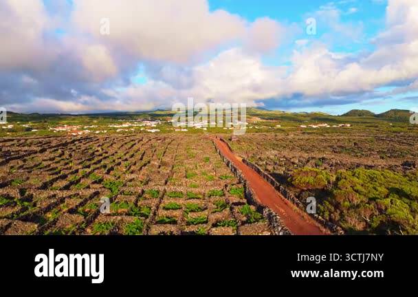 Basalt Stone Walls and Vineyards on Pico Island in Evening. Criacao ...