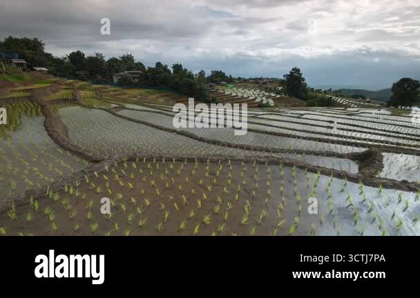 Time lapse of Beautiful green rice fields or paddy field of Ban Pa Bong ...