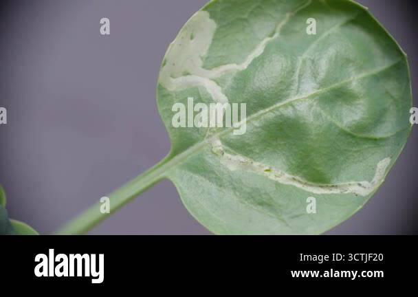 Plant leaf damage caused by leaf miners Stock Video Footage - Alamy