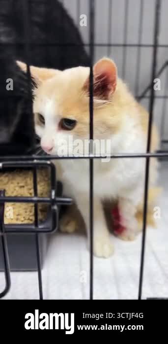 Kitten with an injured paw. Cat at a veterinary clinic. Small cat at an ...