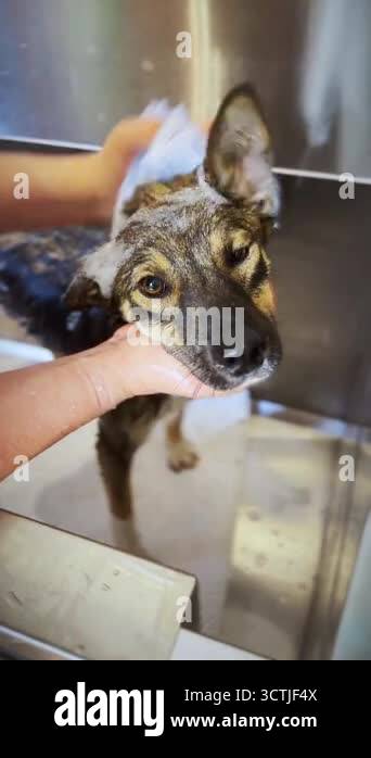 Washing a dog. Womens hands washing a dog. Dog shelter. Veterinary ...