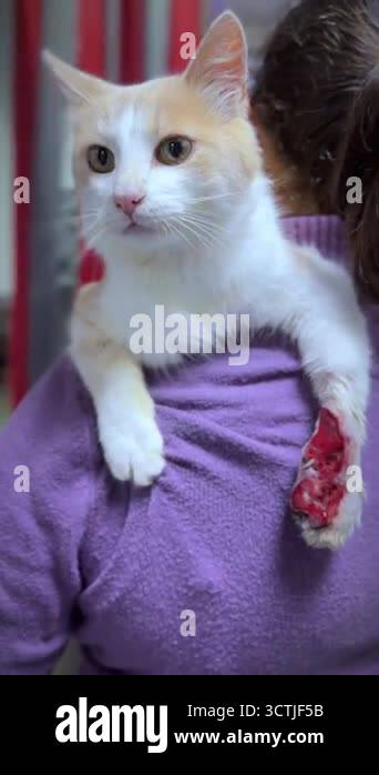 Kitten with an injured paw. Cat at a veterinary clinic. Small cat at an ...