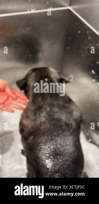 Washing a dog. Womans hands washing a French bulldog. Dog shelter ...