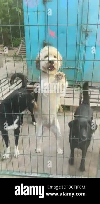Dog behind a fance. Dog in animal shelter. Dog looking over the fance ...