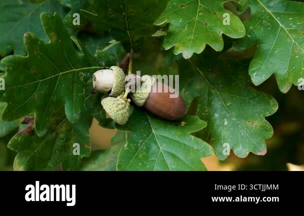 Tree fruits acorn branch Stock Videos & Footage - HD and 4K Video Clips ...