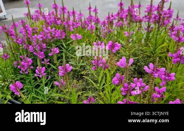 It forms nice clumps of upright stems with dense spikes of flowers at ...