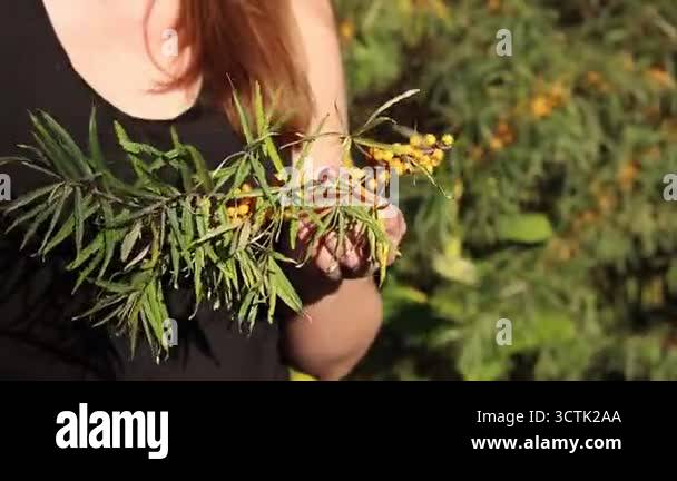 Woman uses a pruner to trim excess leaves from a cut sea buckthorn ...