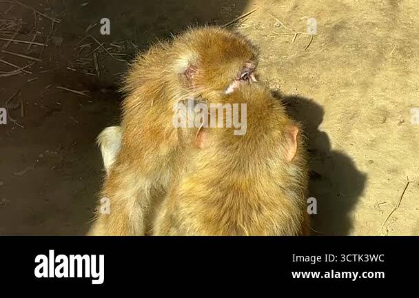 Capture the tender moment of two adorable monkeys grooming each other ...