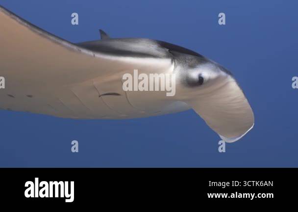 A black manta ray playing close to surface. Close up. Top-down view ...
