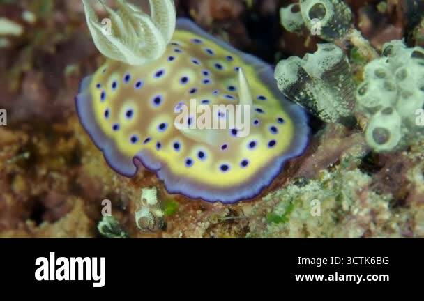 A colorful small nudibranch extreme close-up view in full frame during ...