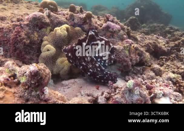 An adult specie of the Day Octopus filmed at morning. Octopus Cyanea ...