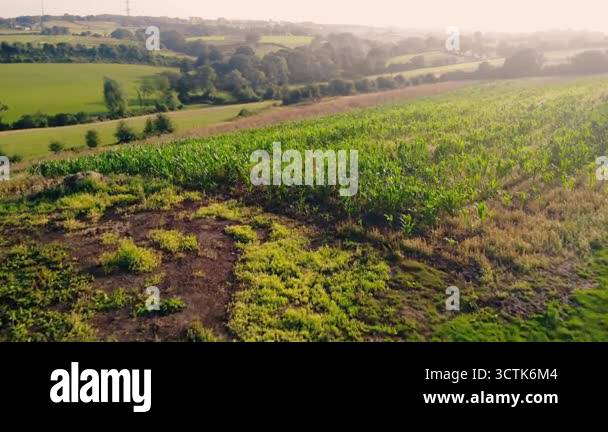 Corn maize fields in British countryside wide zoom drone aerial ...