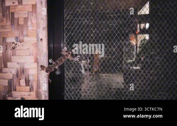 The Tokay gecko hunts, attacks, and catches a frog, a tropical predator ...